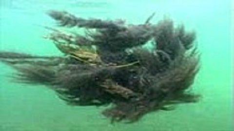 Lyngbya - City of Moreton Bay