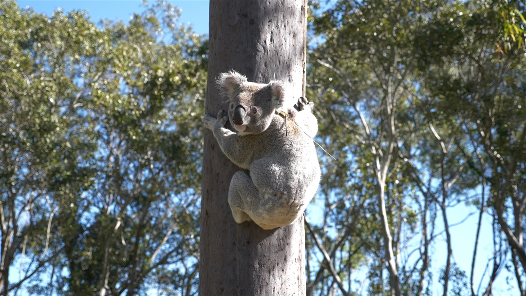 Wildlife protections branch out to new Moreton Bay locations - Moreton ...
