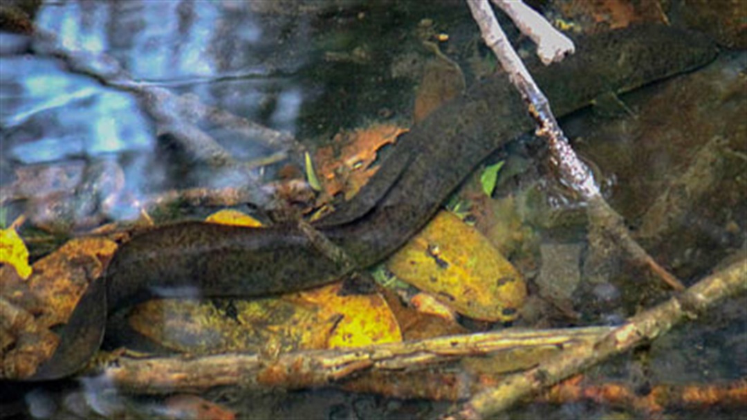 Native freshwater eels - City of Moreton Bay