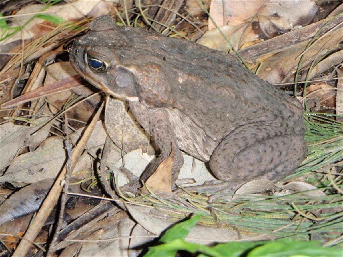 Cane toads - City of Moreton Bay